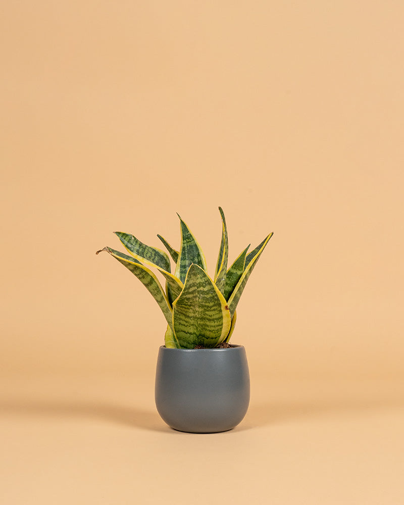 Mini Plantas | Loja Online | Criaverde